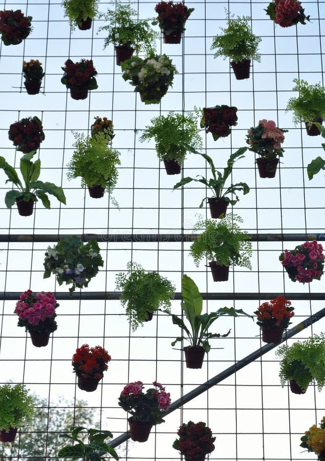 Flowers on a grid stock photo. Image of season, natural - 216373774