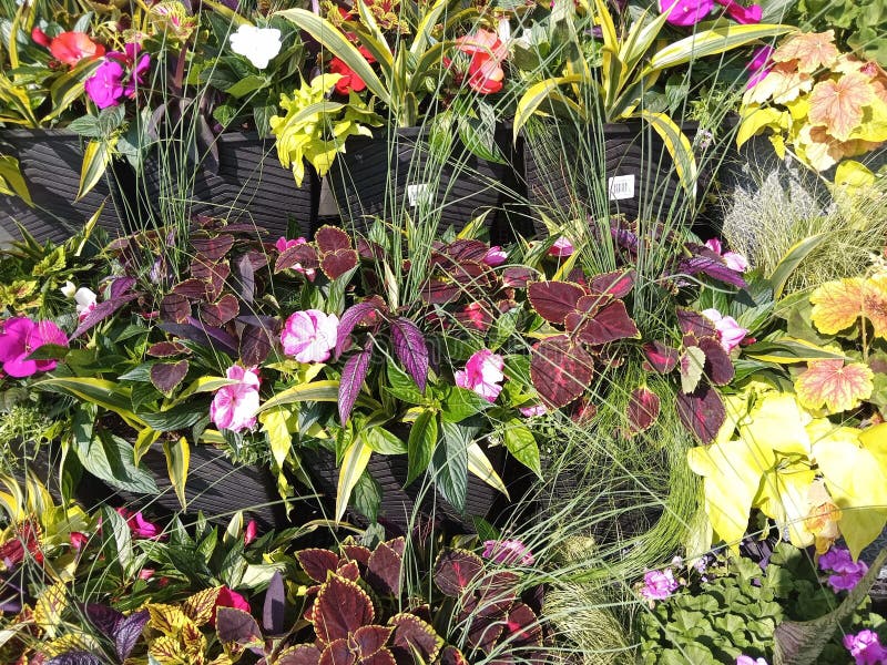 Various Flowers and Plants Up Close for Texture and Detail Editorial ...