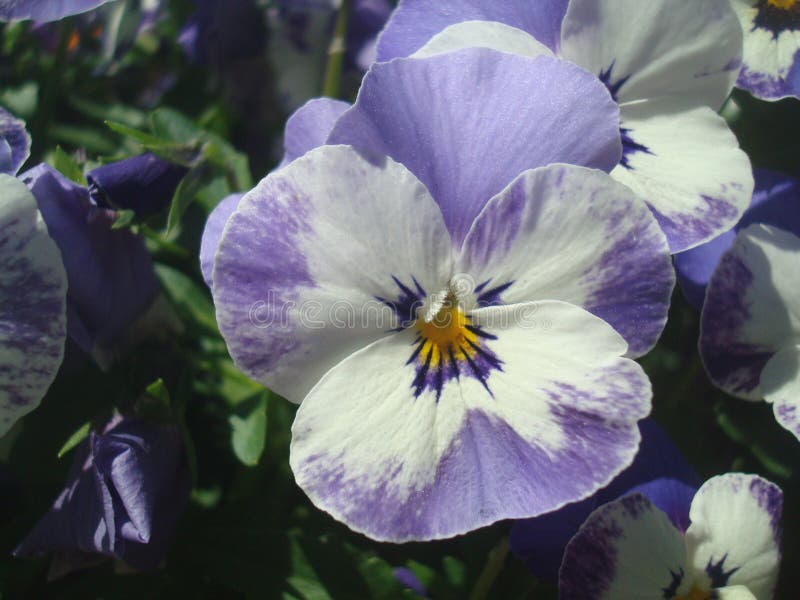 Various flowers 2 stock image. Image of gardens, beautiful - 100913665