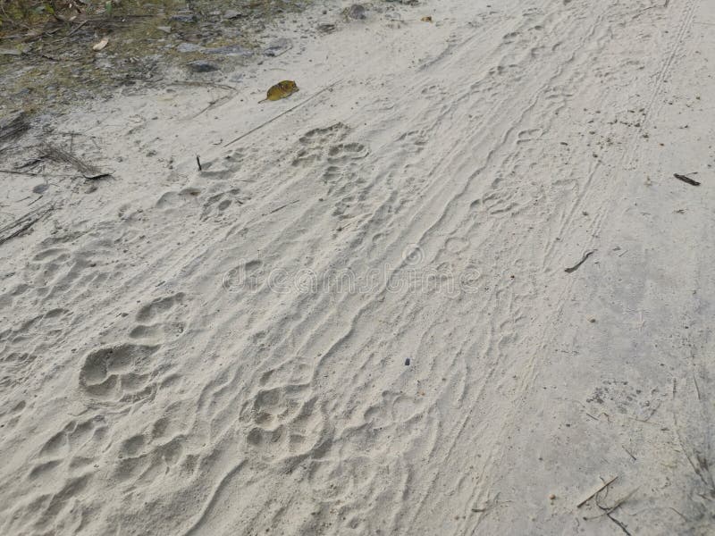 Various Foot Mark Trails on the Rural Sandy Road. Stock Photo - Image ...