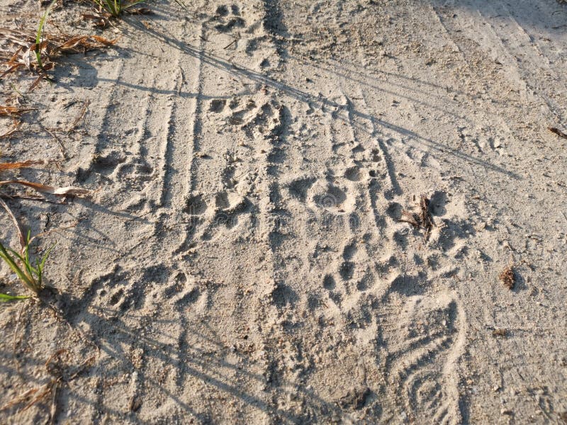 Various Foot Mark Trails on the Rural Sandy Road. Stock Image - Image ...