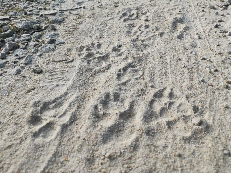 Various Foot Mark Trails on the Rural Sandy Road. Stock Photo - Image ...