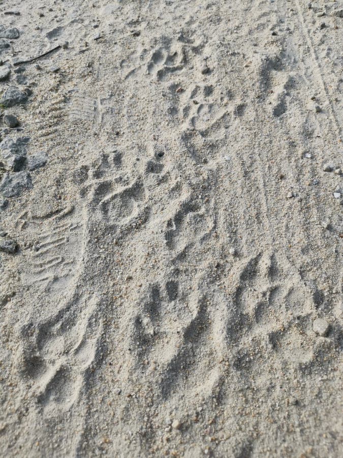 Various Foot Mark Trails on the Rural Sandy Road. Stock Photo - Image ...