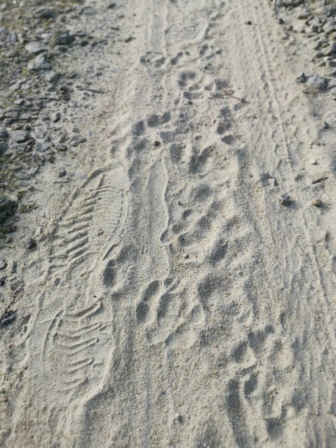 Various Foot Mark Trails on the Rural Sandy Road. Stock Image - Image ...