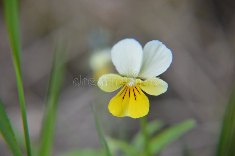 Various Forest Flowers Closeup Bloom Stock Image - Image of leaf ...