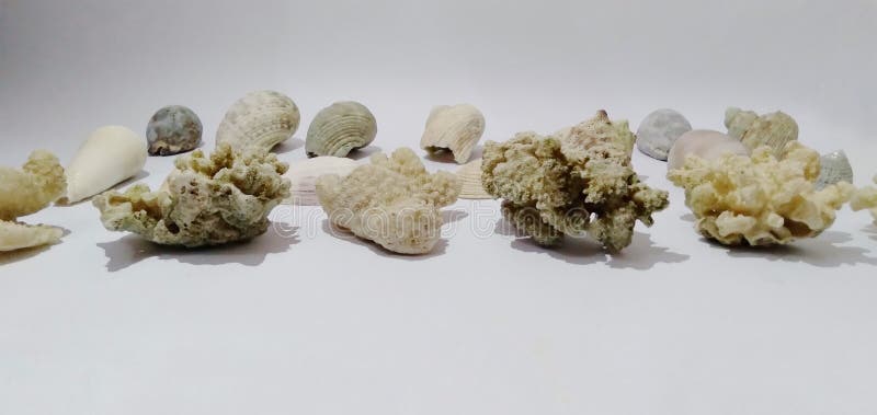 Various Forms of Coral and Sea Shells Stock Photo - Image of coral ...