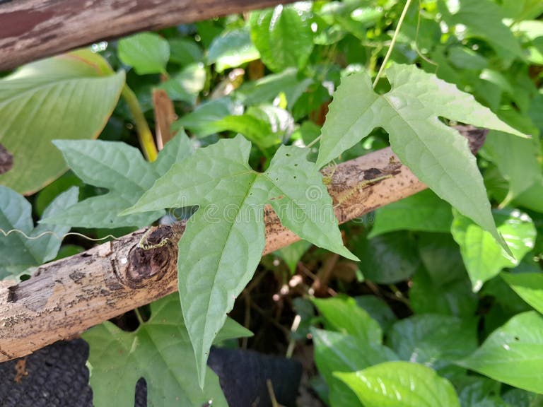 Various Forms of Ivy in Nature Stock Photo - Image of beauty, growth ...