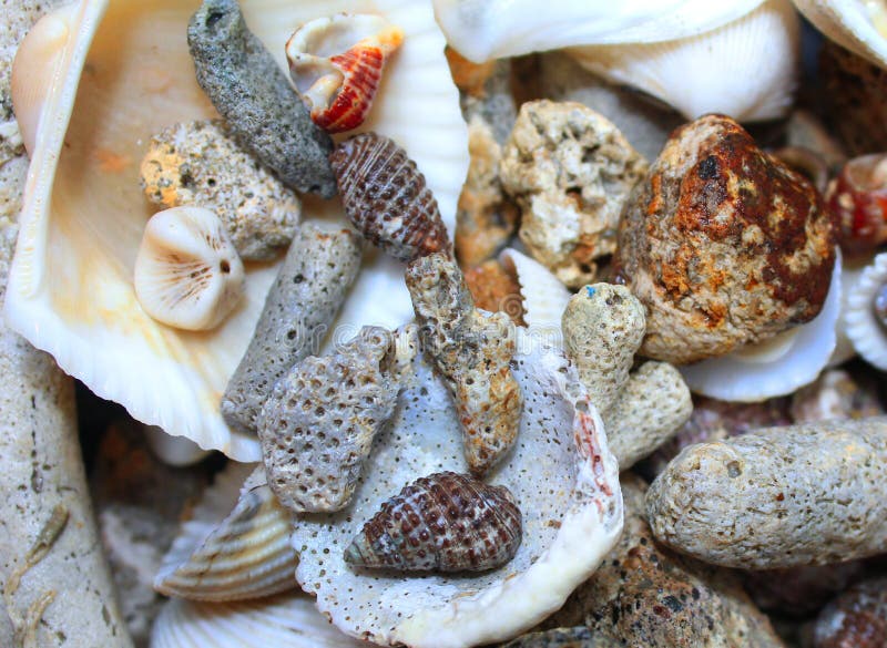 Natural Forms Shells Texture Stock Photos - Free & Royalty-Free Stock ...