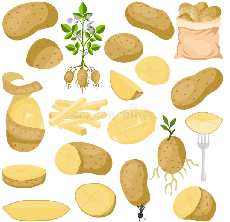 Potato Forms Stock Illustrations – 23 Potato Forms Stock Illustrations ...