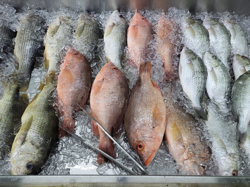 Various Fresh Snapper Fish on Ice Box. Stock Photo - Image of fish ...