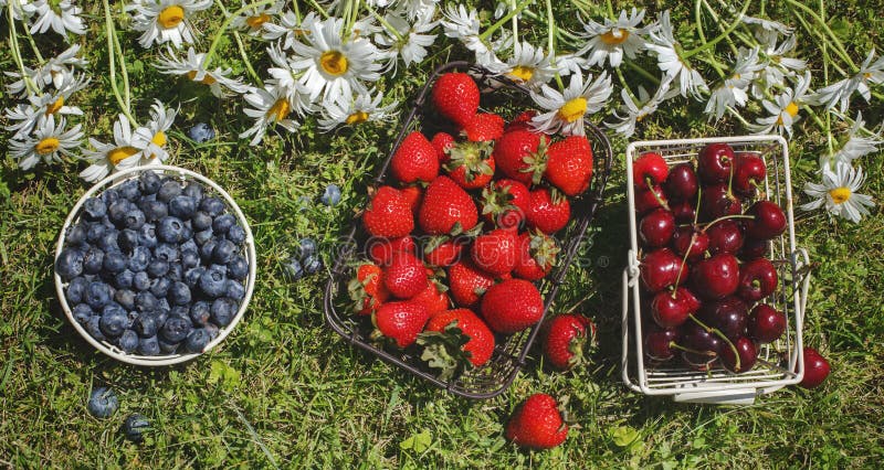 Various Fresh Summer Berries Stock Image - Image of strawberry, fruit ...