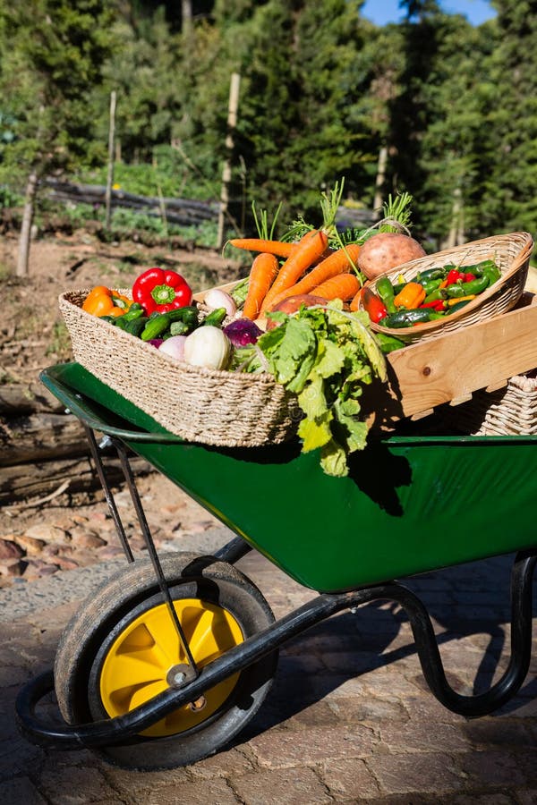 Various Fresh Vegetables in Wheelbarrow Stock Photo - Image of basket ...