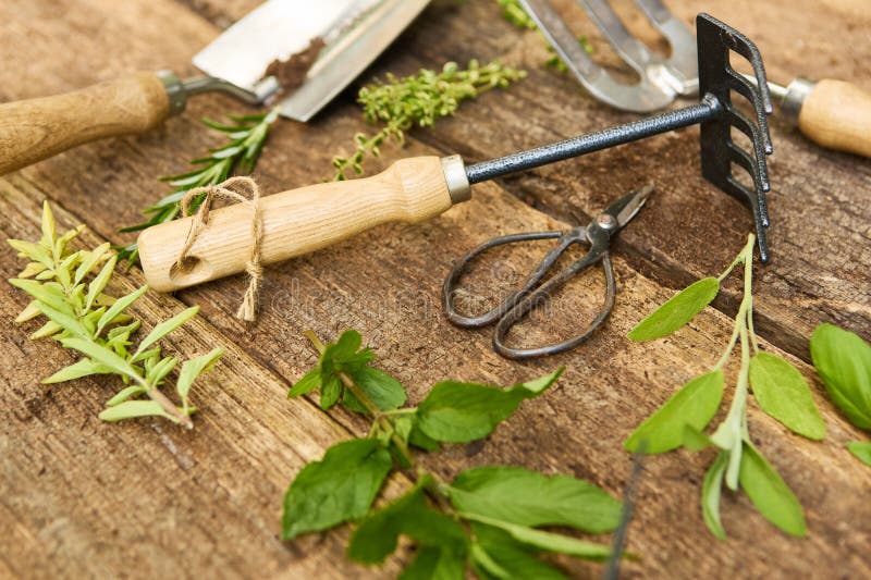 Gardening Tools and Herbs on Wooden Surface Ready for Planting and ...