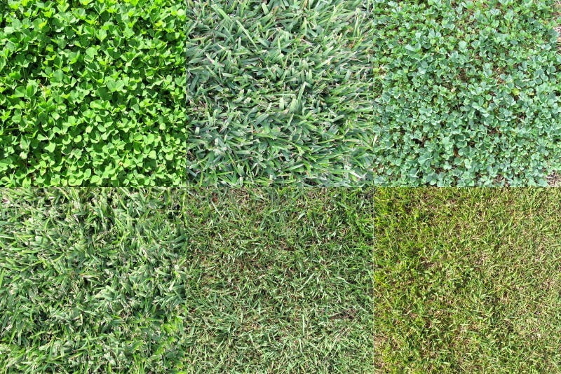 Various Grass types 2 stock photo. Image of grow, grassland - 45072854