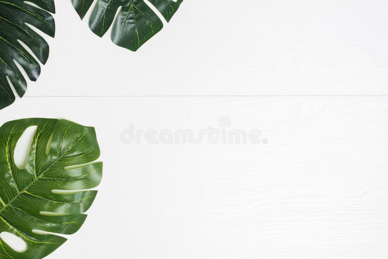 Various Green Leaves Over the White Wooden Background Stock Image ... Various Green Leaves Over the White Wooden Background Stock Image ...