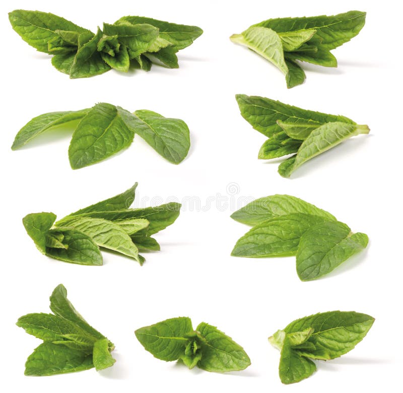 Various green peppermint stock image. Image of balm, green - 20561117