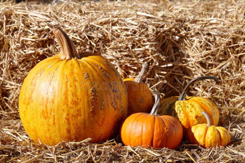 Various Halloween Pumpkins on Stack of Hay or Straw Stock Photo - Image ...