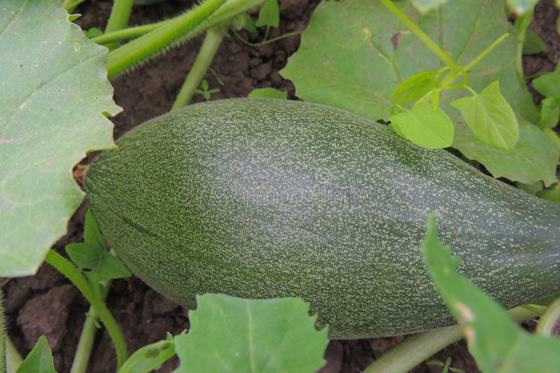 Dinya grows in the garden stock image. Image of flower - 326786357