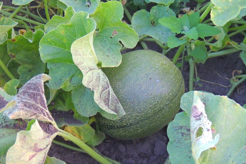Dinya grows in the garden stock image. Image of leaf - 326786941