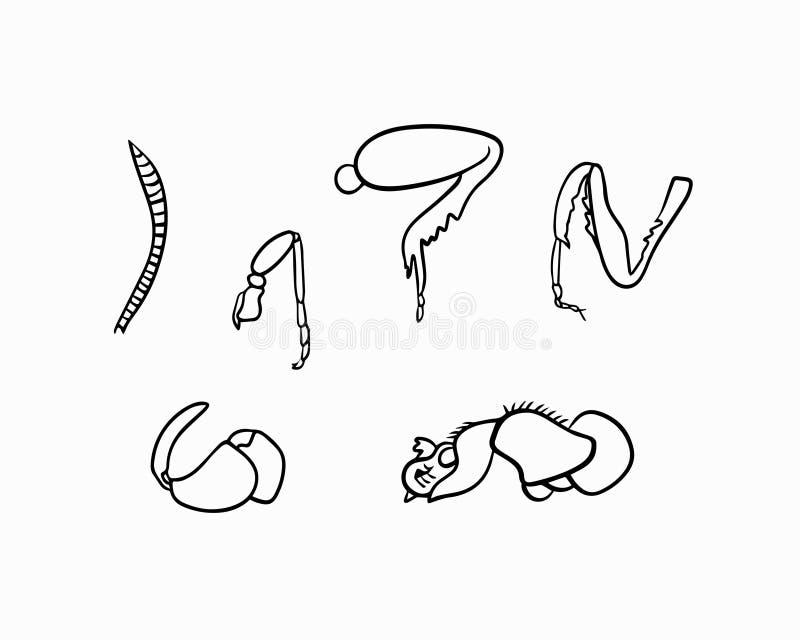 Various Illustrations Depict Different Types of Insect Limbs ...