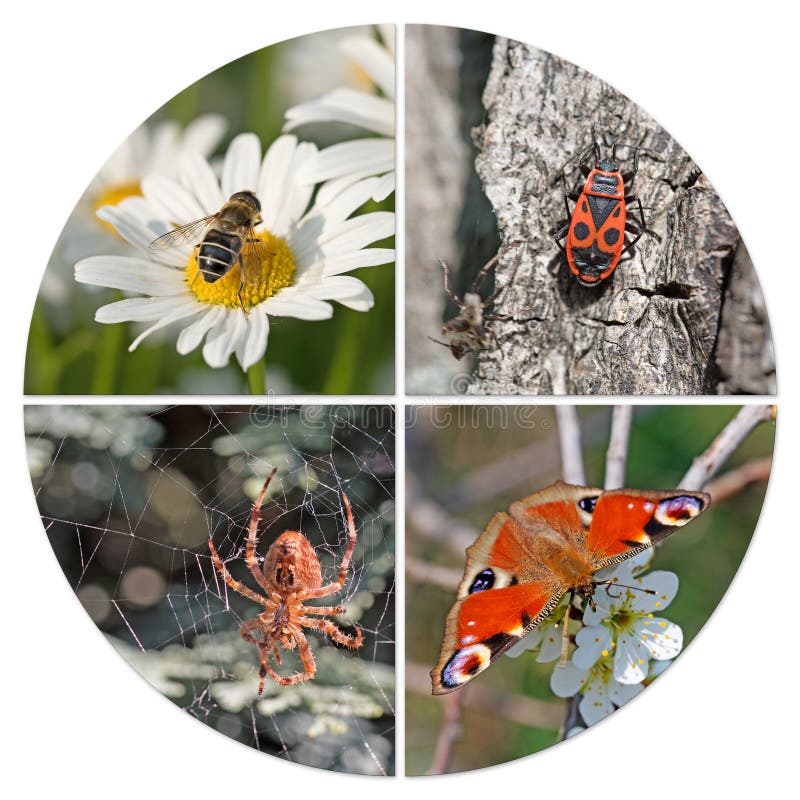 Various Insects in a Collage Stock Image - Image of botany, round ...