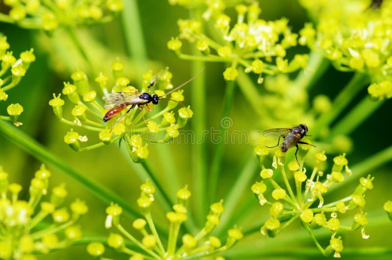Various Insects Feed on Plant Pollen Stock Image - Image of leaf ...