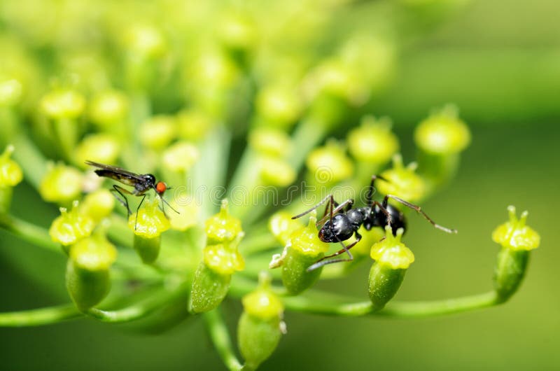 Various Insects Feed on Plant Pollen Stock Image - Image of pollen ...