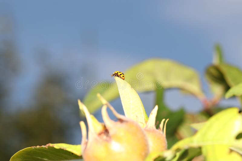 Various Insects from Germany in High Resolution and Scanned with Macro ...