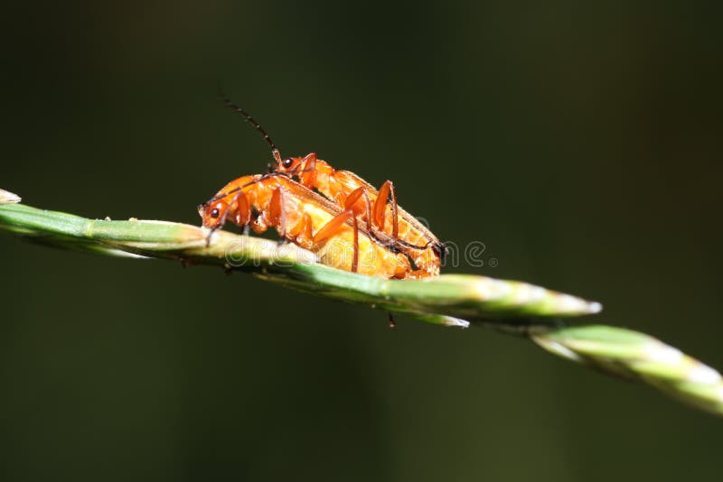 Various Insects from Germany in High Resolution and Scanned with Macro ...