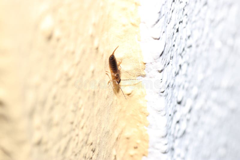 Various Insects from Germany in High Resolution and Scanned with Macro ...
