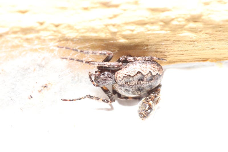 Various Insects from Germany in High Resolution and Scanned with Macro ...