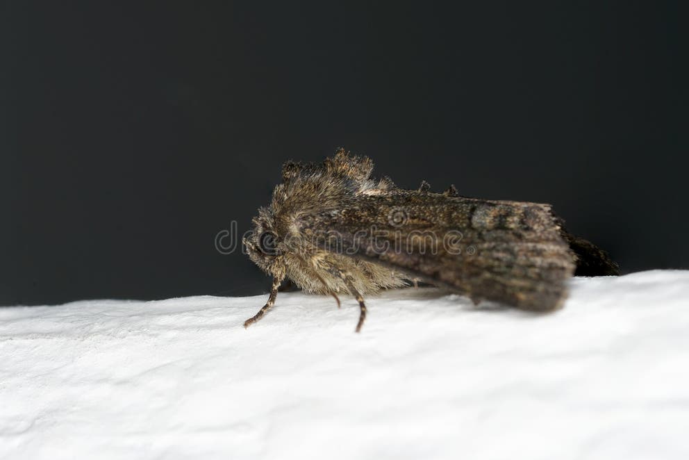 Various Insects from Germany in High Resolution and Scanned with Macro ...