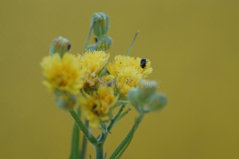 Various Insects from Germany in High Resolution and Scanned with Macro ...