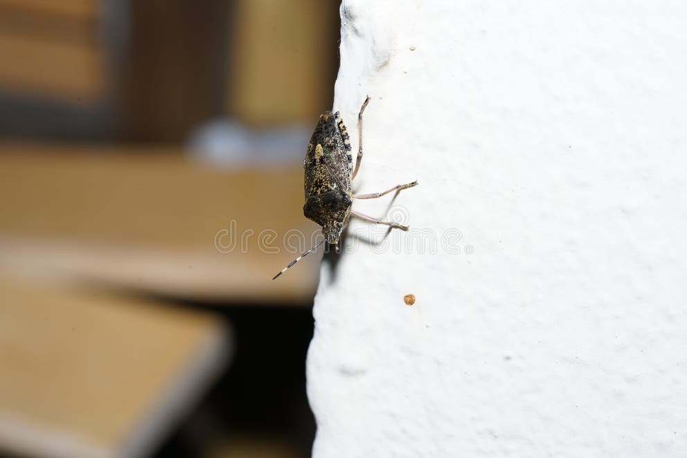 Various Insects from Germany in High Resolution and Scanned with Macro ...