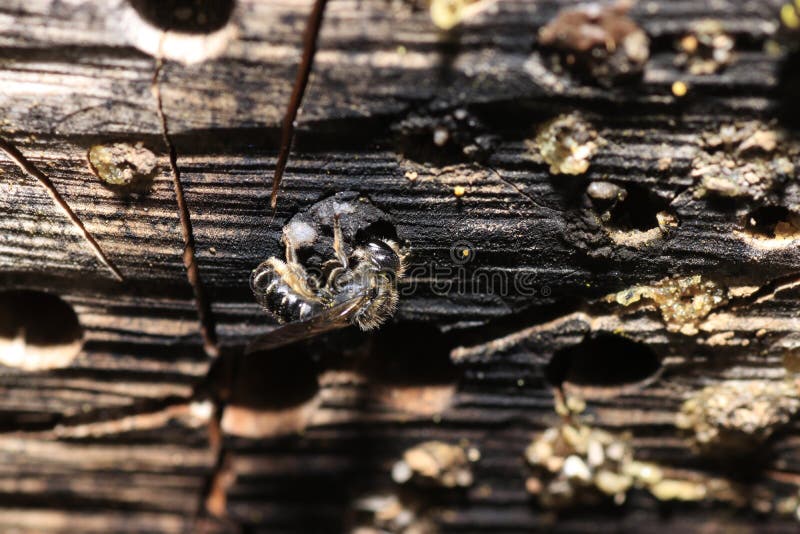 Various Insects from Germany in High Resolution and Scanned with Macro ...
