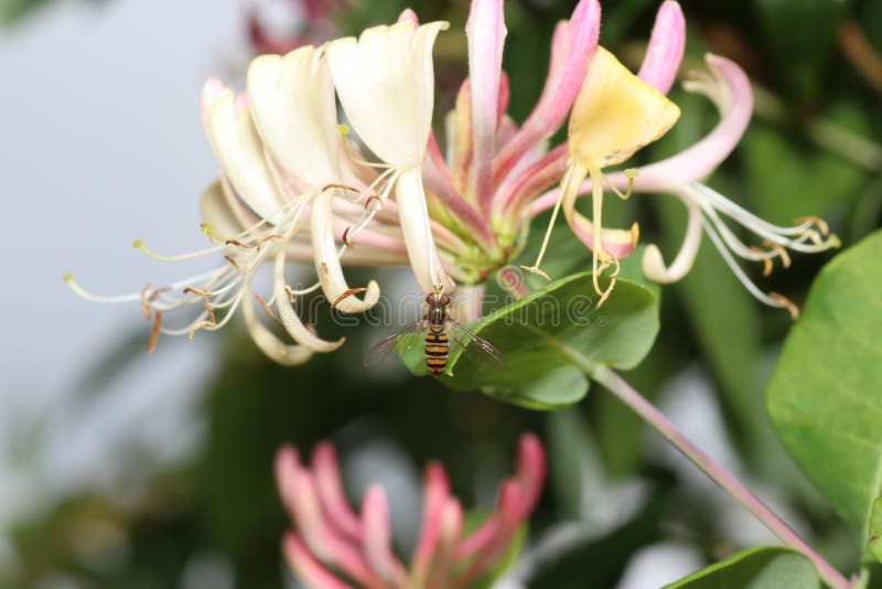 Various Insects from Germany in High Resolution and Scanned with Macro ...