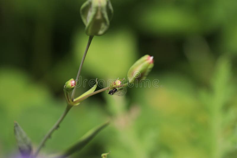 Various Insects from Germany in High Resolution and Scanned with Macro ...