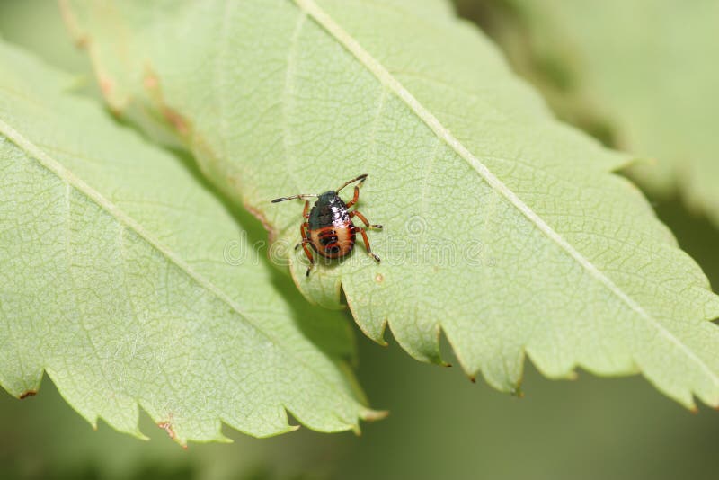 Various Insects from Germany in High Resolution and Scanned with Macro ...