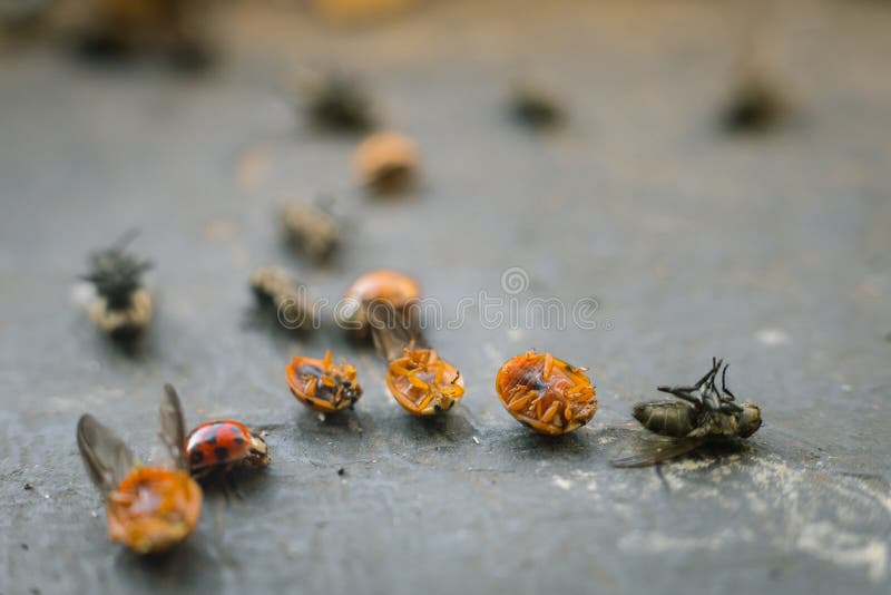 Various Insects on Ground on a Black Surface Killed by an Insecticide ...