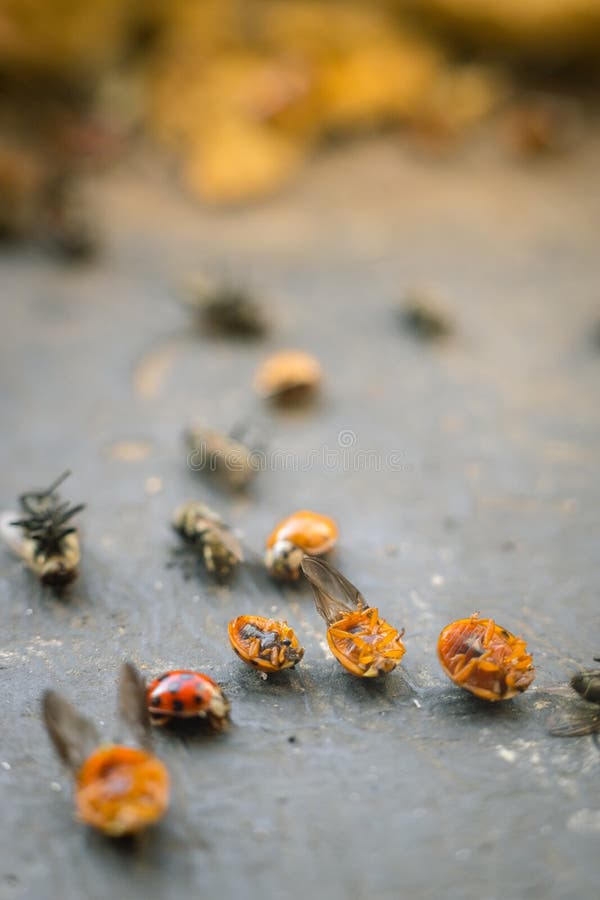 Various Insects on Ground on a Black Surface Killed by an Insecticide ...
