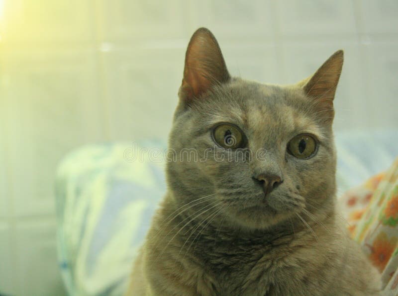 Amazing cats stock photo. Image of mustaches, orange - 171338100