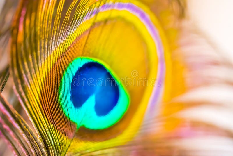 Various Intertwined and Diverse Sets Stock Photo - Image of blood ...