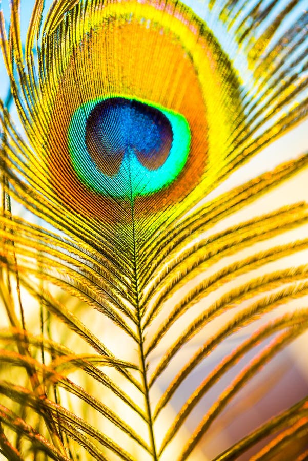 Various Intertwined and Diverse Sets Stock Image - Image of green ...