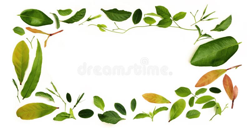 Various Isolated Leaf Lay on White Background As Rectangle Frame Shape ...