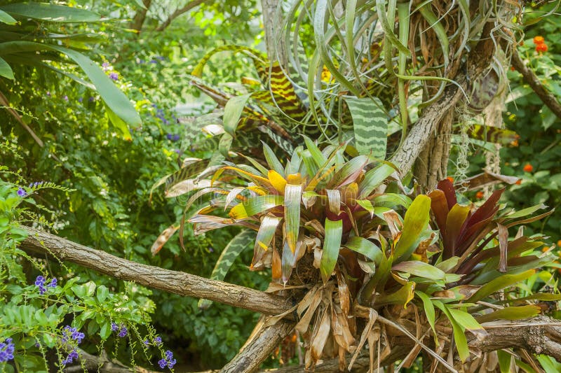 Various jungle plants stock photo. Image of bush, colorful - 80901204