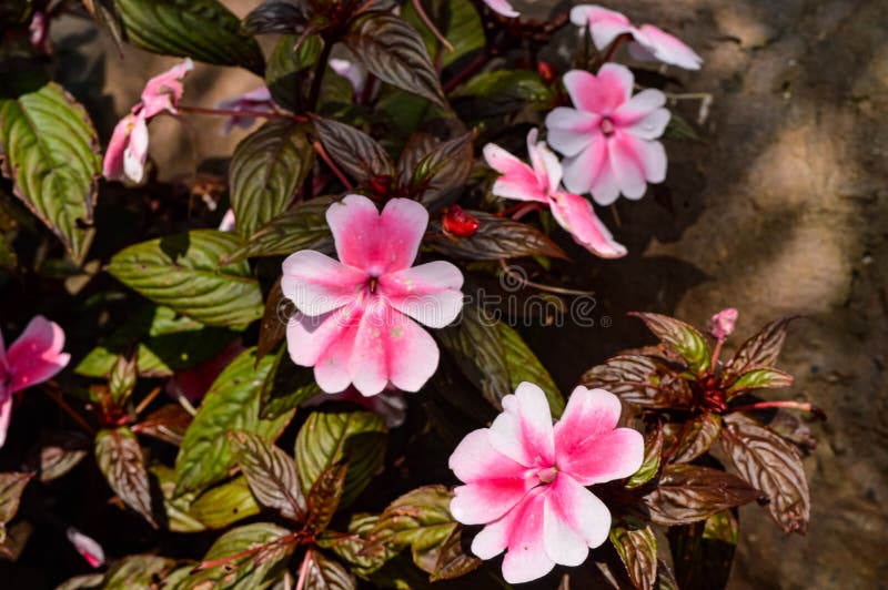 Various Kinds of Flowers and Beautiful Flower Colors Stock Photo ...