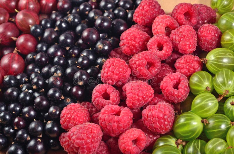 Various Kinds Fresh Berries Close Up As Background Stock Photos - Free ...