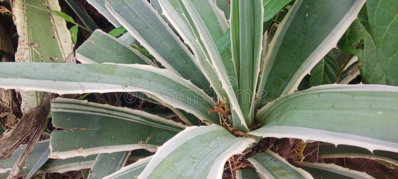 Various Kinds of Ornamental Plants Ranging from Non-flowering To ...