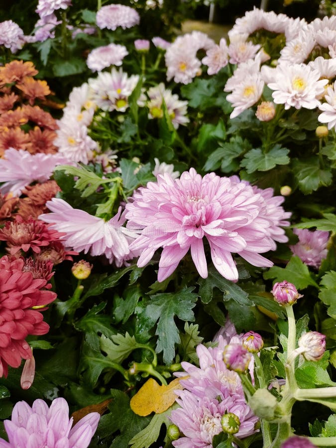 Various Kinds of Very Beautiful Chrysanthemum Colors Stock Image ...