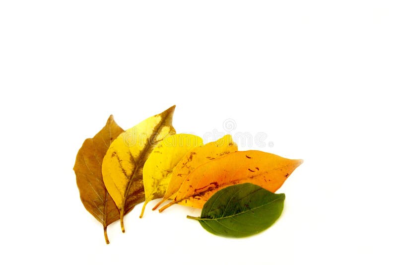 Various Leaf Colors Depicting Cycle of Life Stock Photo - Image of ...
